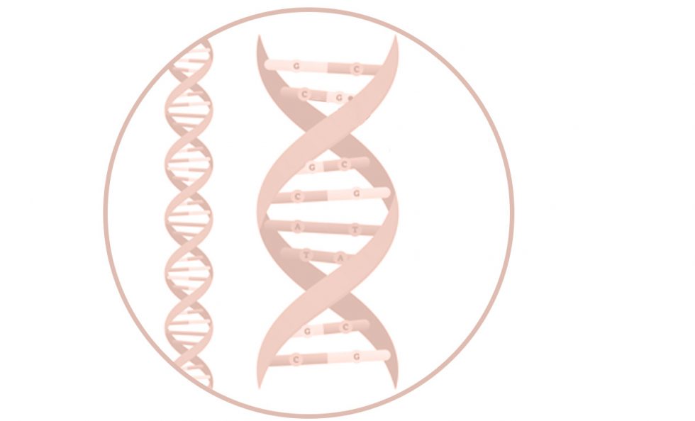 Genetische Grundlagen | genetik-info.de