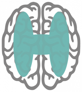Epilepsie - genetik-info.de